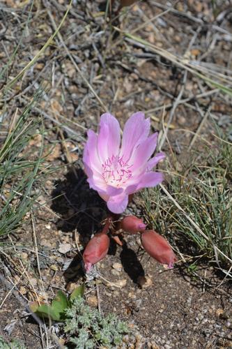 Bitterroot blooms converge on Boulder history up Depot Hill | Features ...