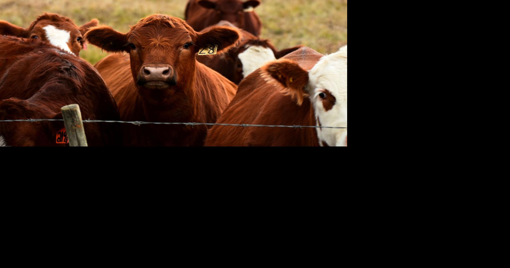 How Bimeda’s Macrosyn trial boosts beef producers and veterinarians ...