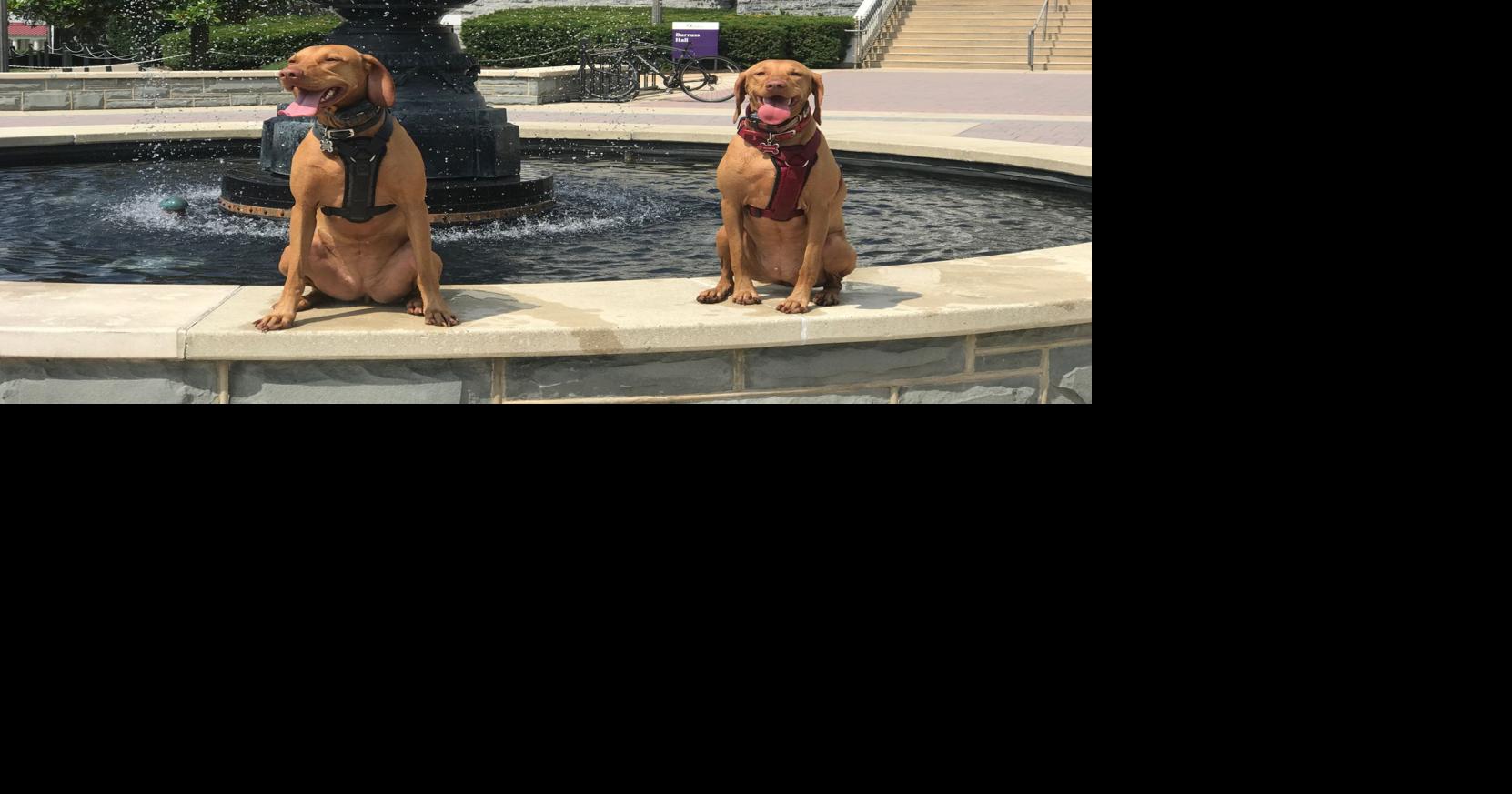 Quad dogs and owner share bond with JMU community | Culture | breezejmu.org