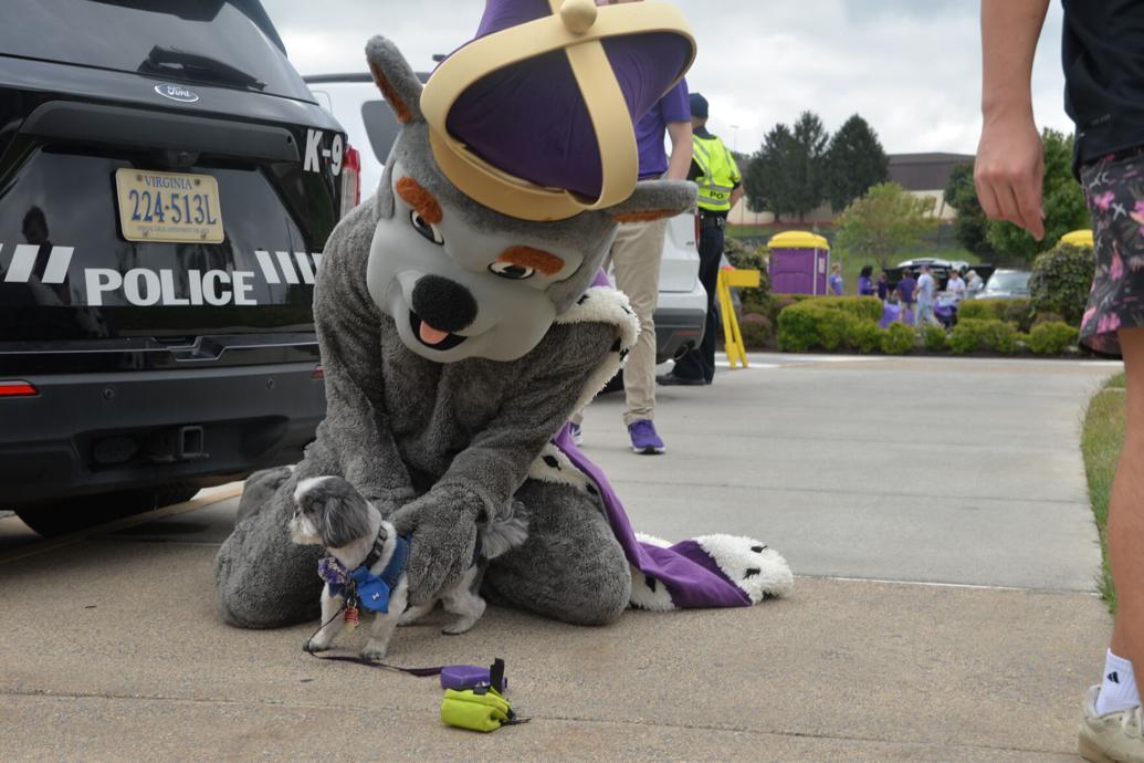A day in the life of JMU’s mascot, Duke Dog, during a home football ...