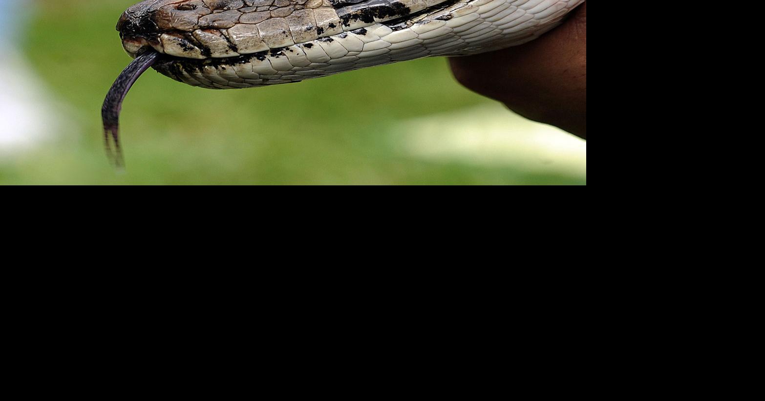JMU biology professor conducts research on Burmese Pythons | News ...