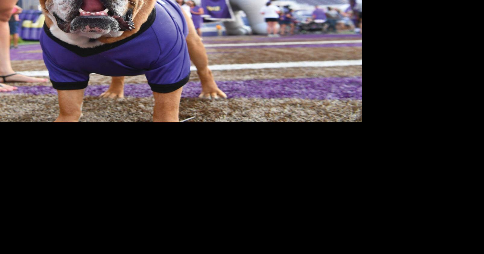 Meet the 'first dog' of JMU and his family | Madison101 | breezejmu.org