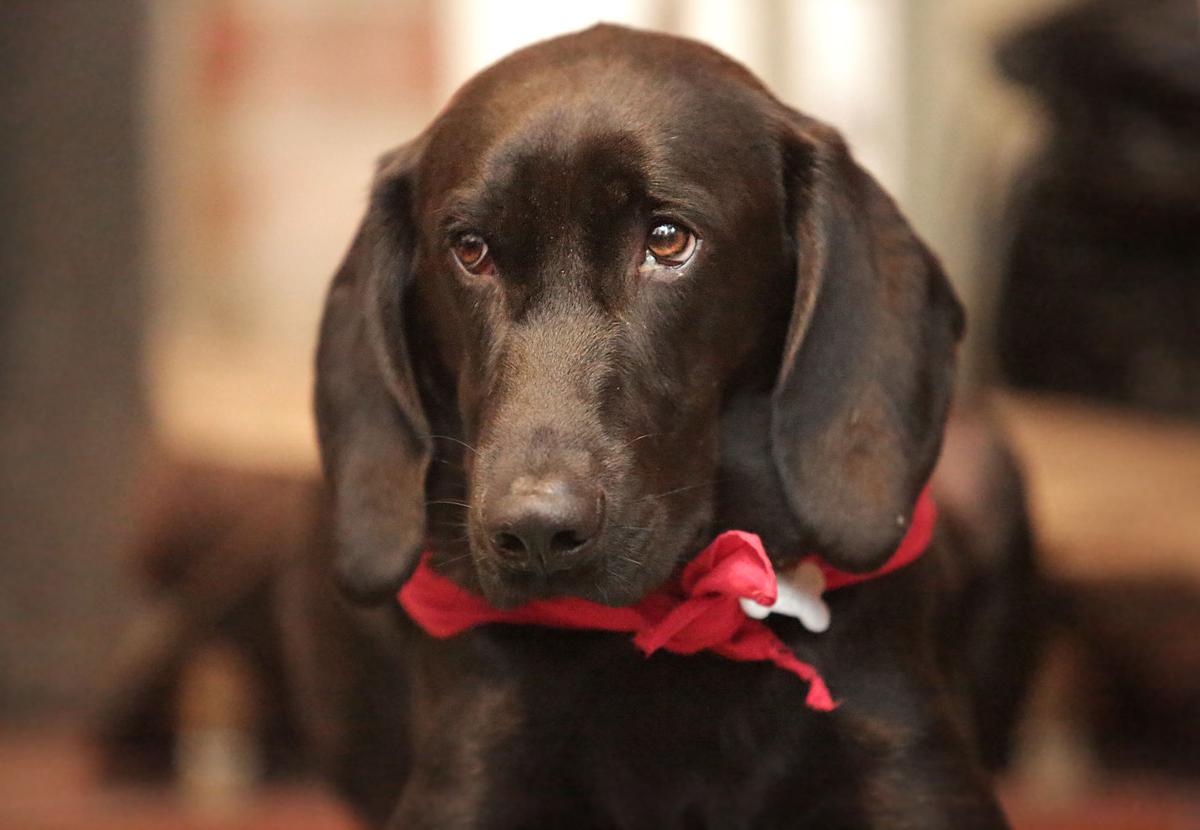 Petition to protect dogs gains momentum in Virginia | News | breezejmu.org