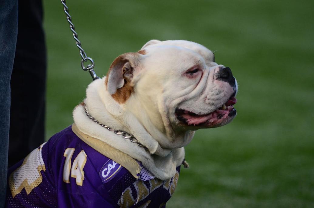 JMU's living mascot is canine royalty on campus | Life | breezejmu.org