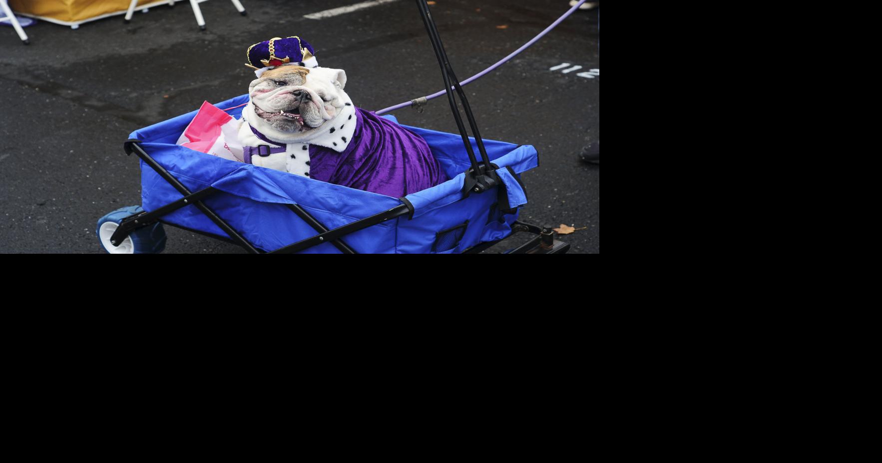 Homecoming weekend at JMU 2019 | Multimedia | breezejmu.org