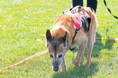 Marshall Legacy Institute hosts mine-detection dog demonstration | News ...