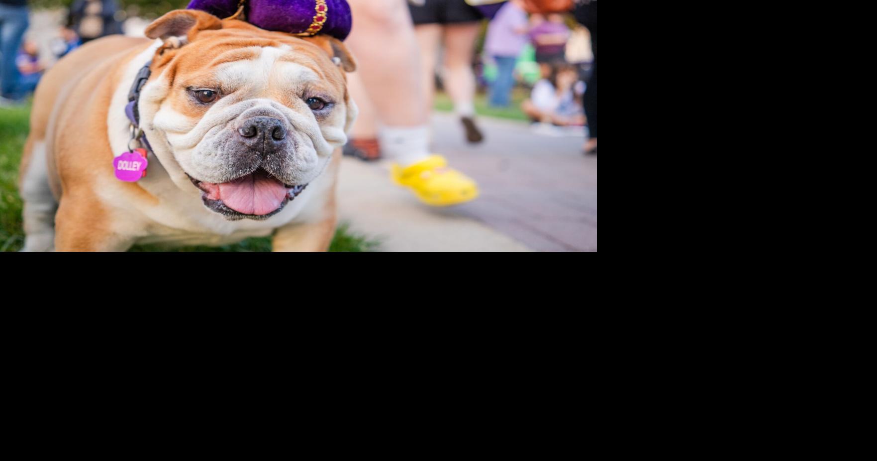 JMU's ‘unofficial’ mascot brings joy, smiles to students and fans ...