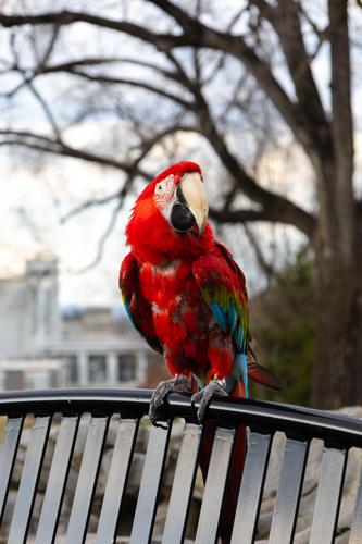 Photos: Students enjoy warm February day with furry and feathered ...