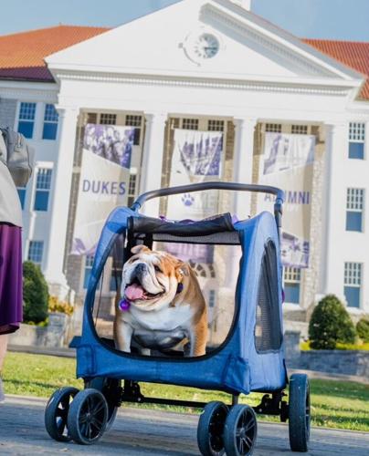 JMU's ‘unofficial’ mascot brings joy, smiles to students and fans ...