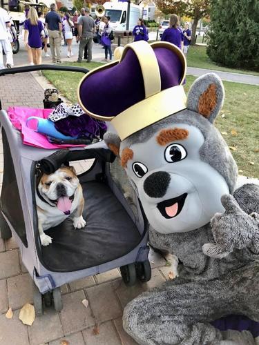 JMU's ‘unofficial’ mascot brings joy, smiles to students and fans ...