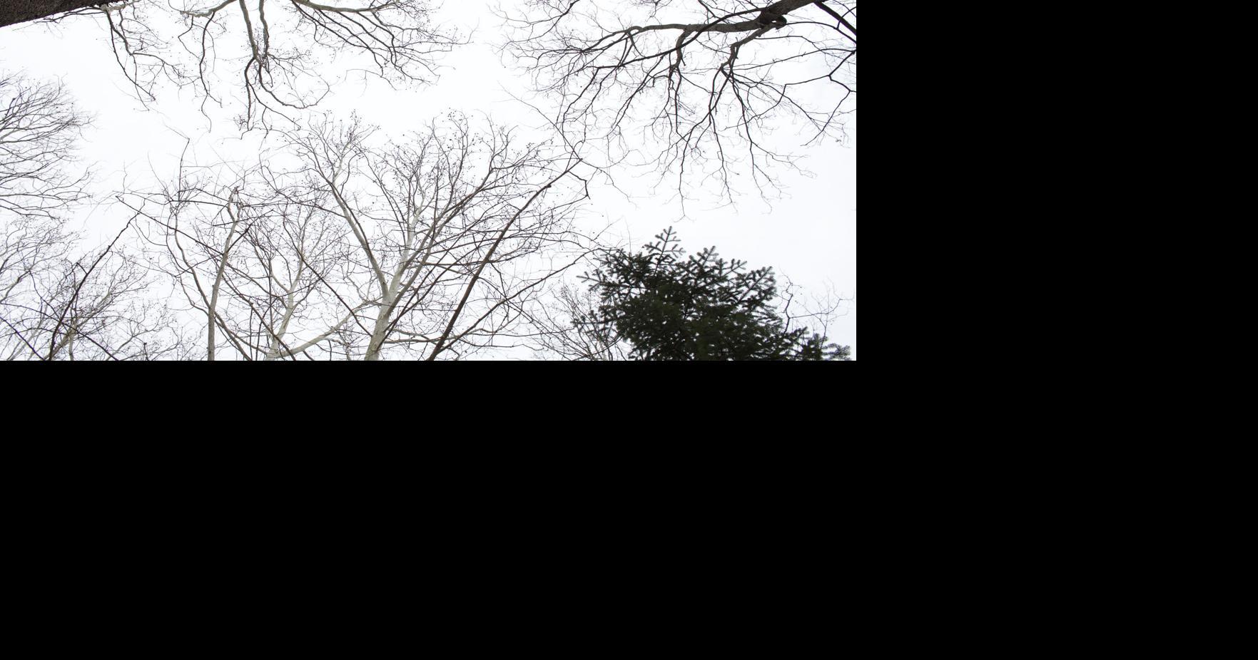 Tree canopy study outlines goals for local improvement | News ...