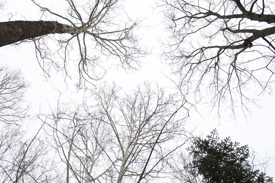 Tree canopy study outlines goals for local improvement | News ...