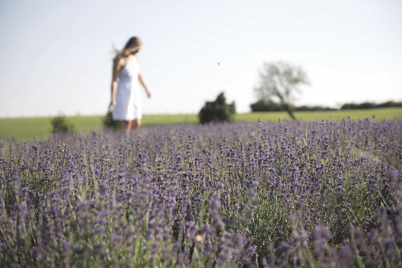 lavender fields promo code