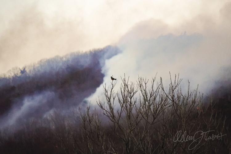 Virginia wildfires are not a new trend, HFD spreads prevention ...