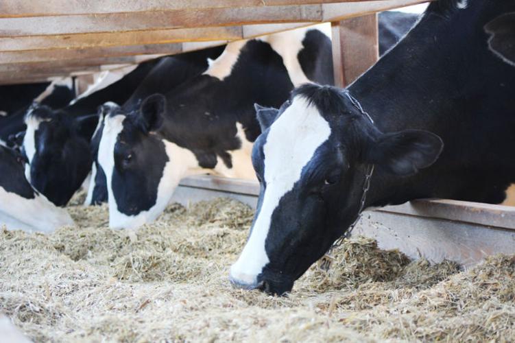 Mt. Crawford Creamery takes 'gamble' | Life | breezejmu.org