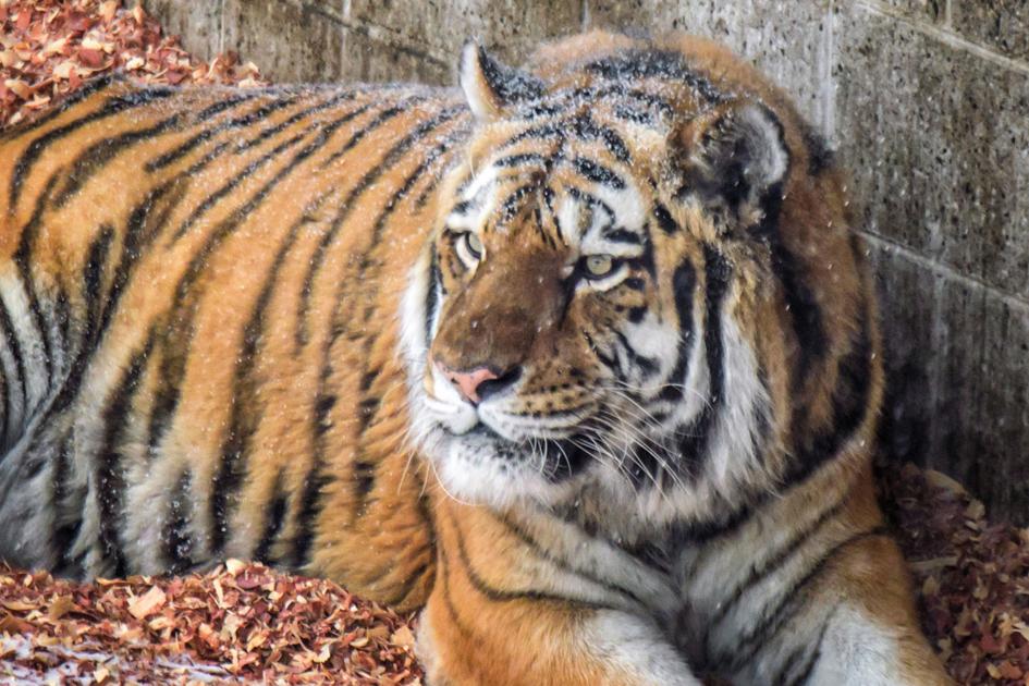 Opinion | It’s wrong to keep animals in captivity | Opinion | breezejmu.org