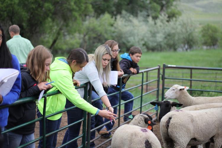 Livestock judging 101 | News | buffalobulletin.com