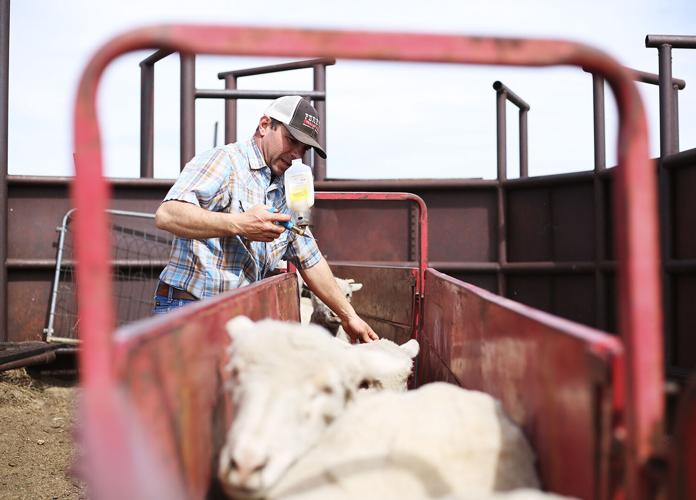 Trapping predators | News | buffalobulletin.com