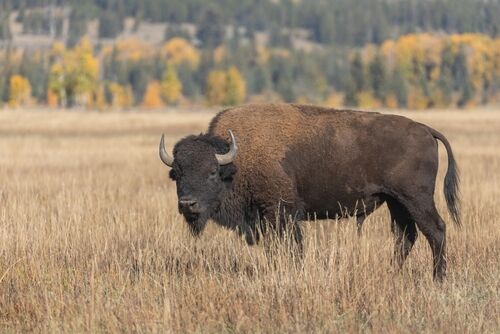 Bison Species