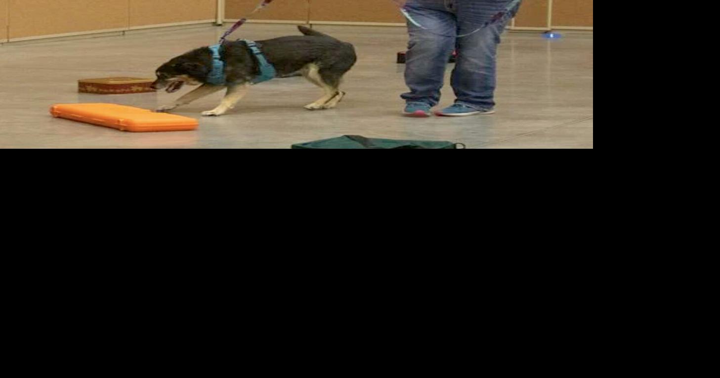 Passing the smell test: Dogs test their sniffing abilities at scent ...