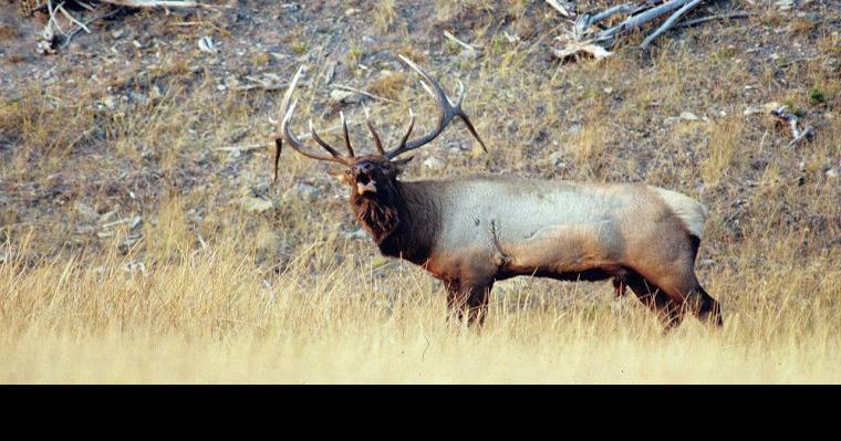 Elk poaching compounds busy wildlife crime season | | buffalobulletin.com