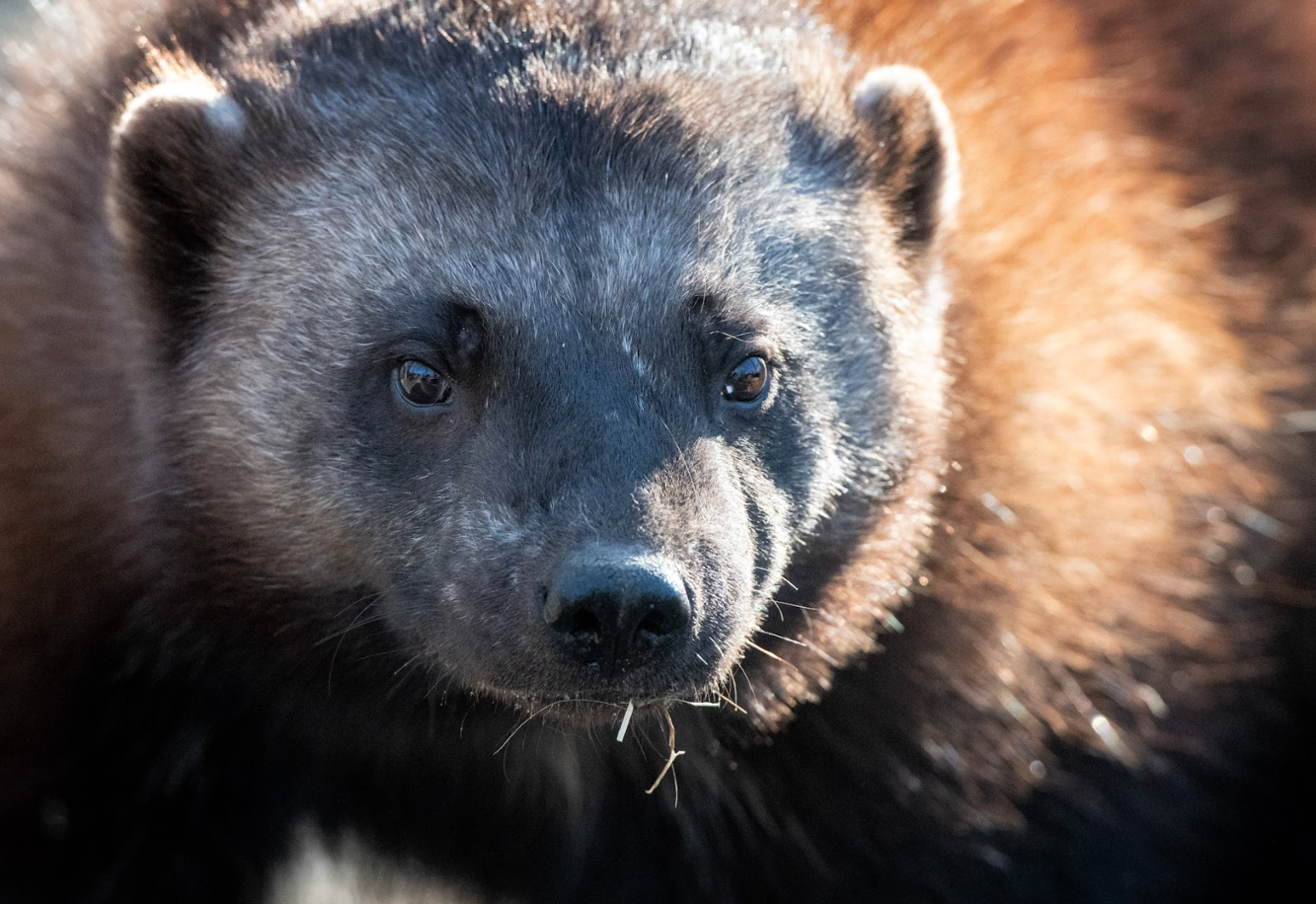 ZooMontana one of three zoos in nation with successful wolverine ...
