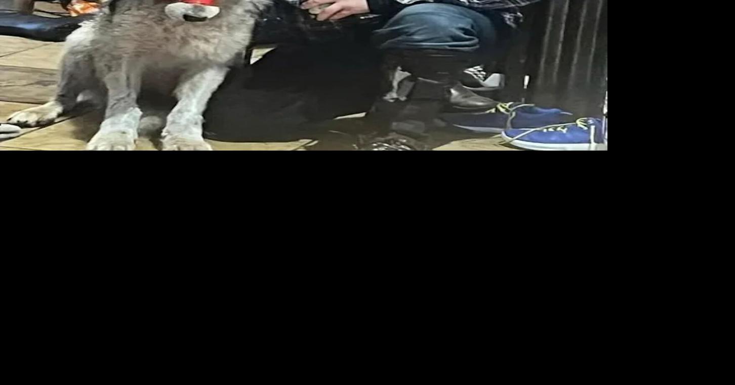 Cody Roberts, man accused of tormenting wolf, indicted for felony ...