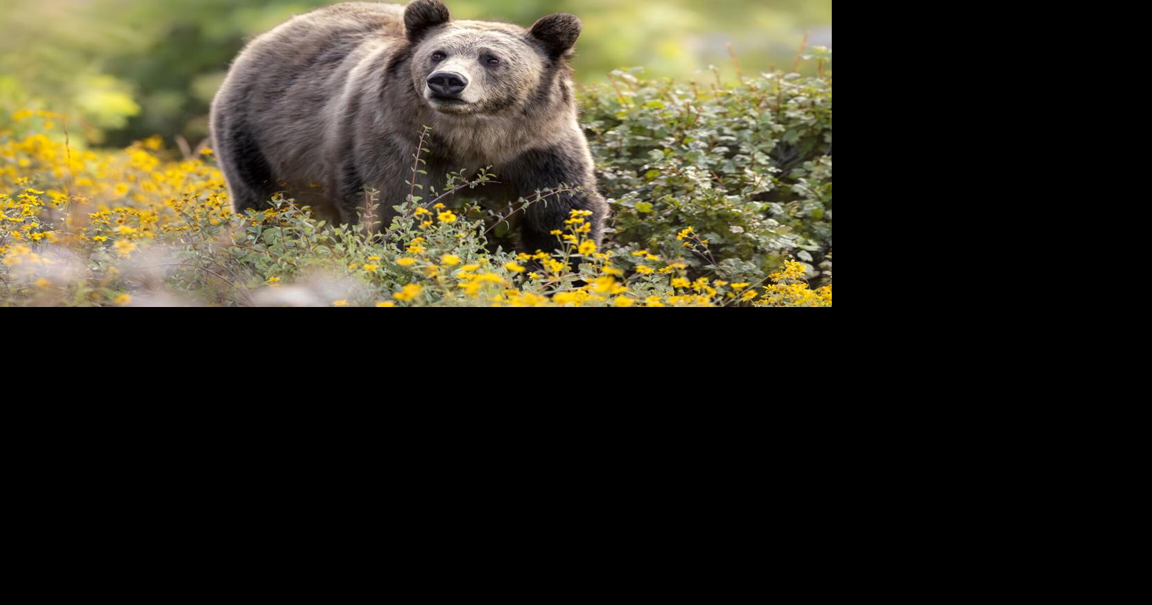 Improving grizzly bear genetic diversity a work in progress ...