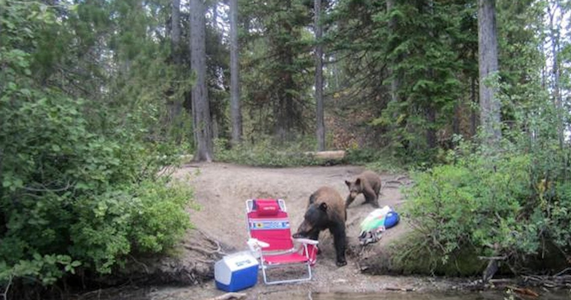 Grand Teton National Park kills black bear amid raft of early summer ...