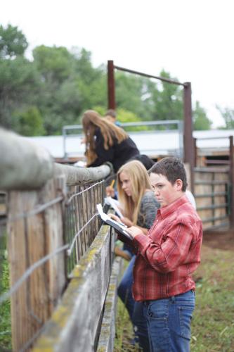 Livestock judging 101 | News | buffalobulletin.com