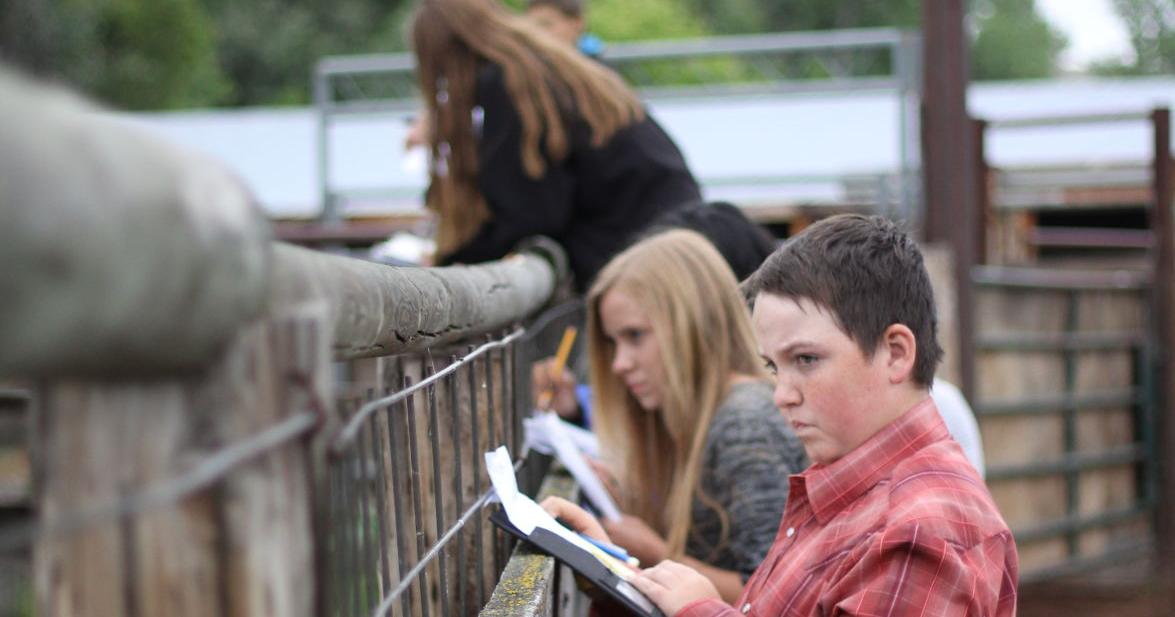 Livestock judging 101 | News | buffalobulletin.com