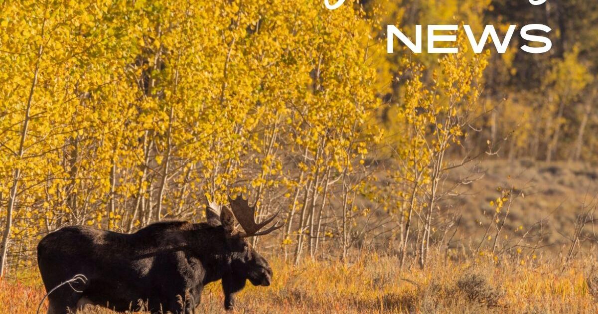 Authorities say man killed cow before poaching nine deer | News ...