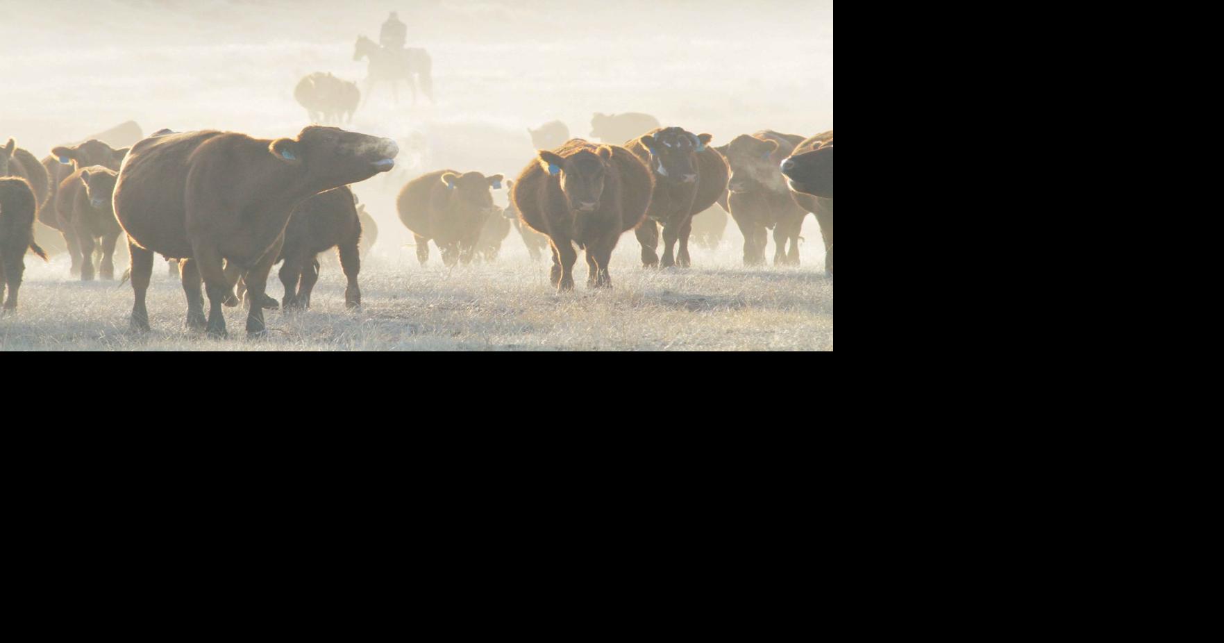 Cattle producers watching for change in labeling rule | News ...