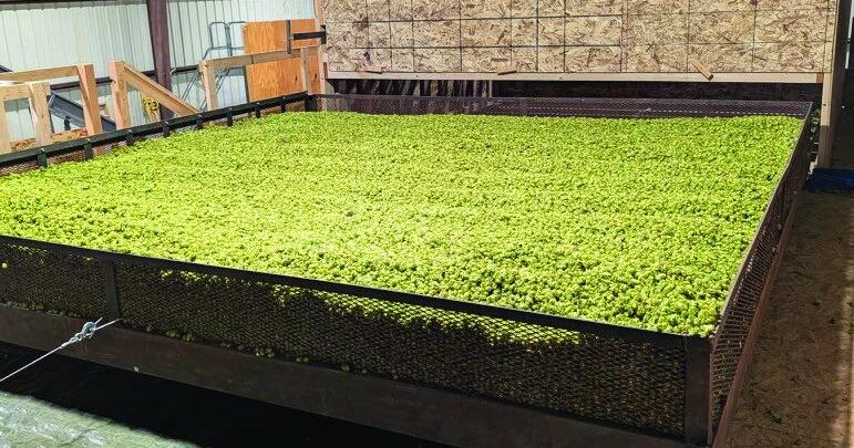 Wyoming’s first commercial hop yard brings in best harvest yet ...