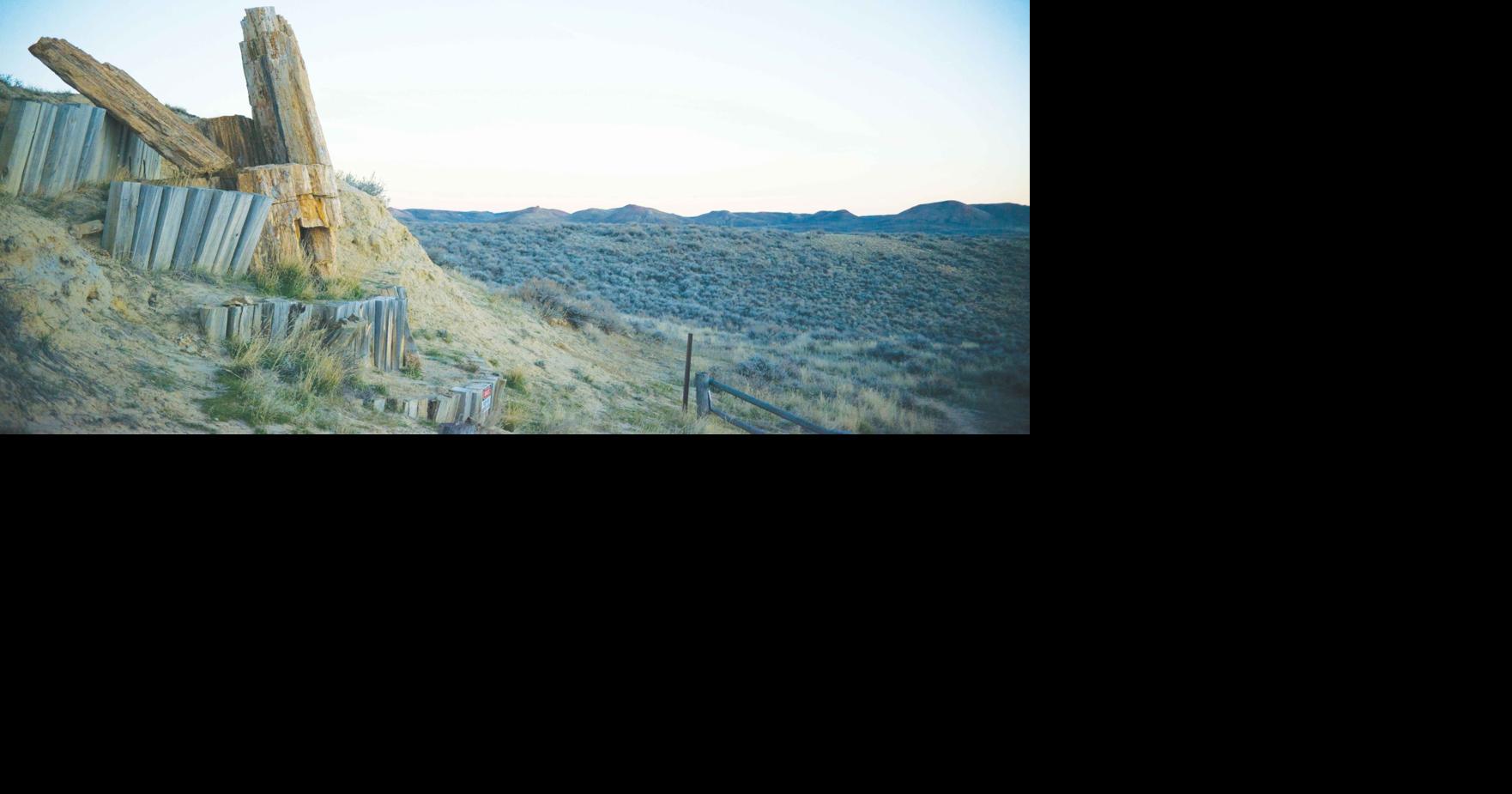 If a tree falls in the desert | Sports | buffalobulletin.com