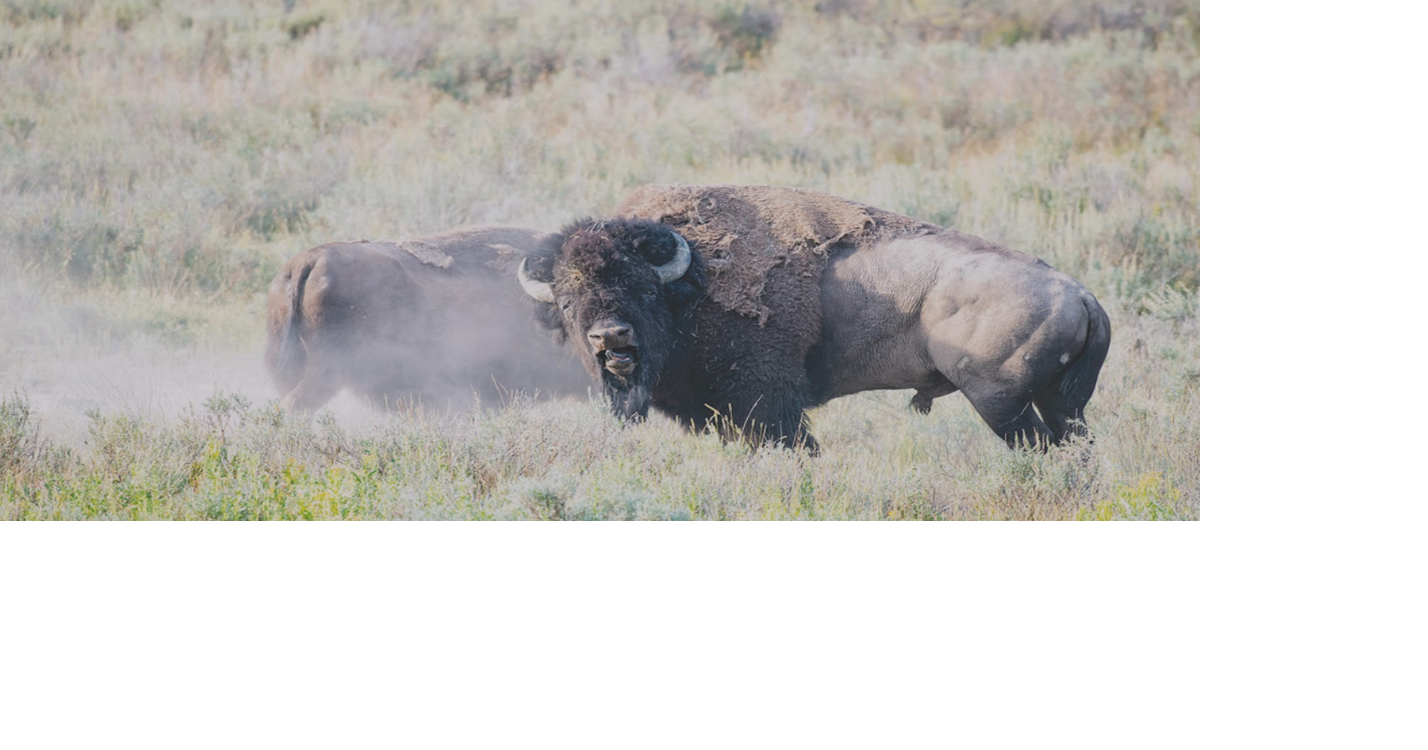 The rut is on | News | buffalobulletin.com