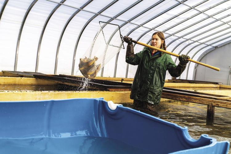 Fall spawning: Story Fish Hatchery creates conditions ideal for trout ...