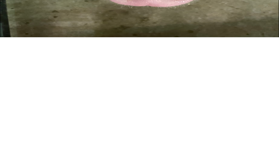 Pigs to the rescue | News | buffalobulletin.com