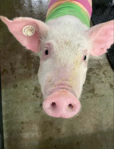 Pigs to the rescue | News | buffalobulletin.com
