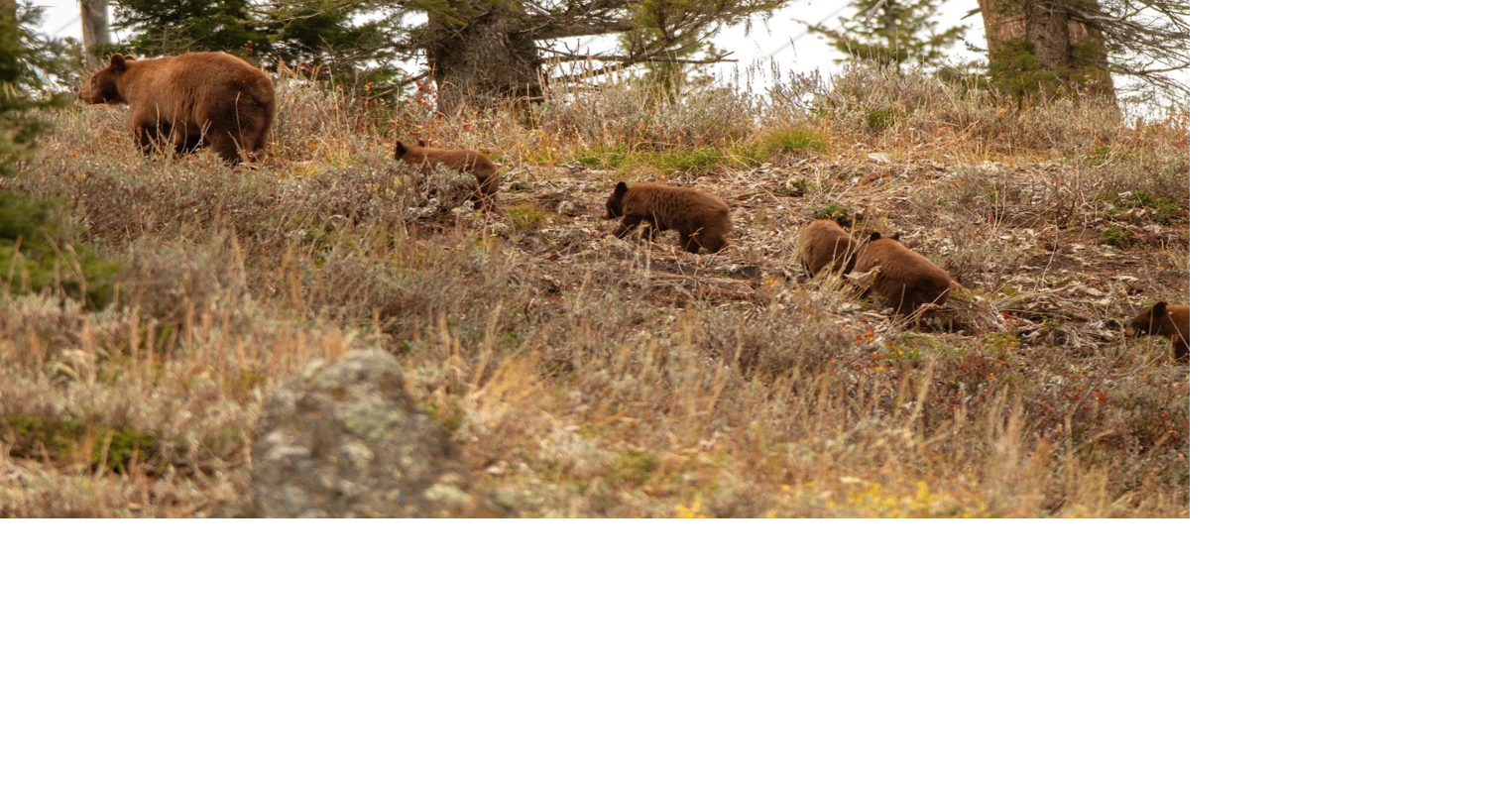 FROM WYOFILE: Five grizzly bear cubs make the largest litter in ...