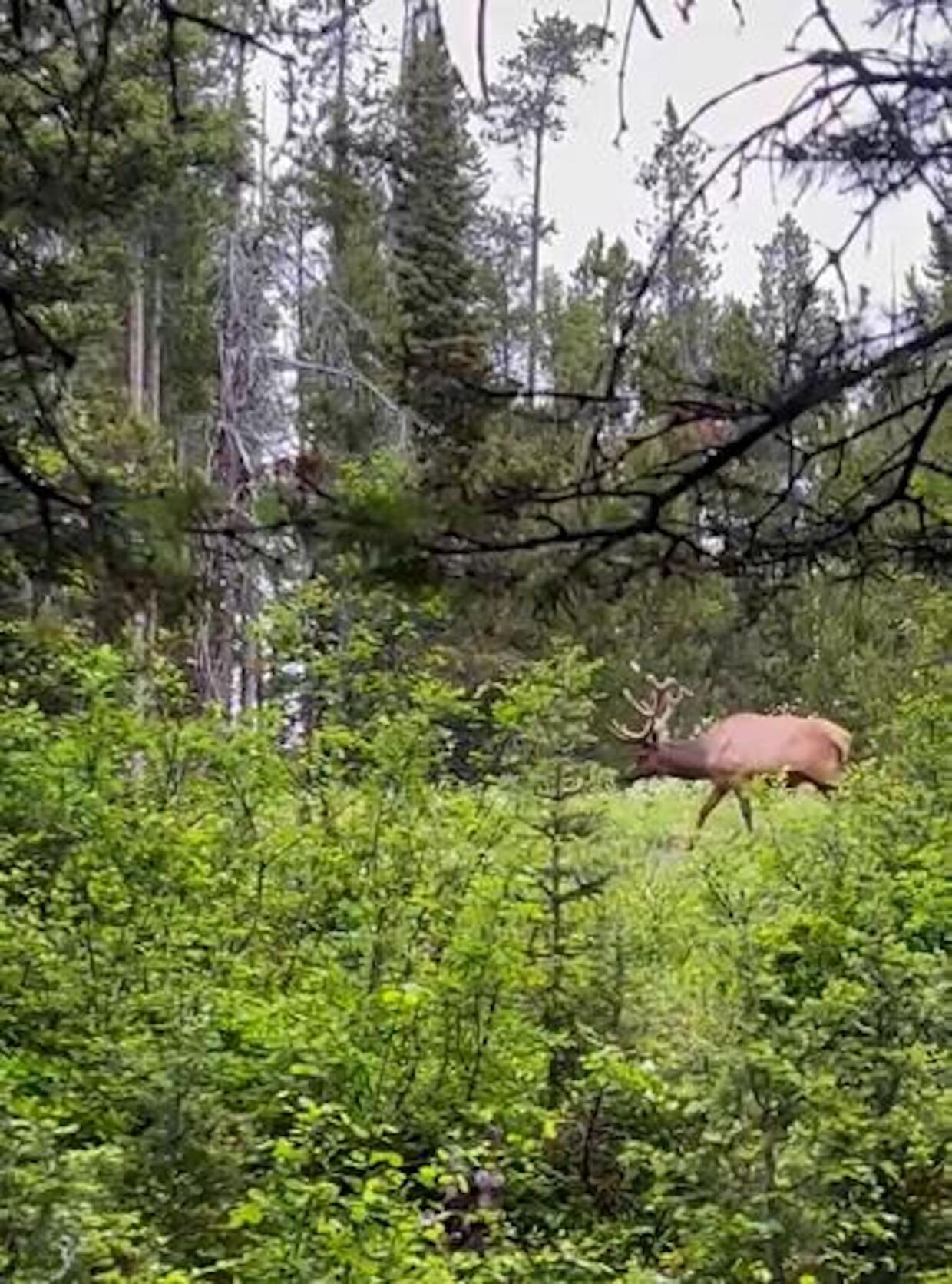 Habituated bull elk claims Grand Teton National Park lake, terrorizing ...