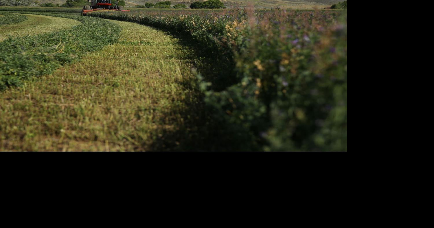 Campbell County ranchers cautiously optimistic headed into summer ...