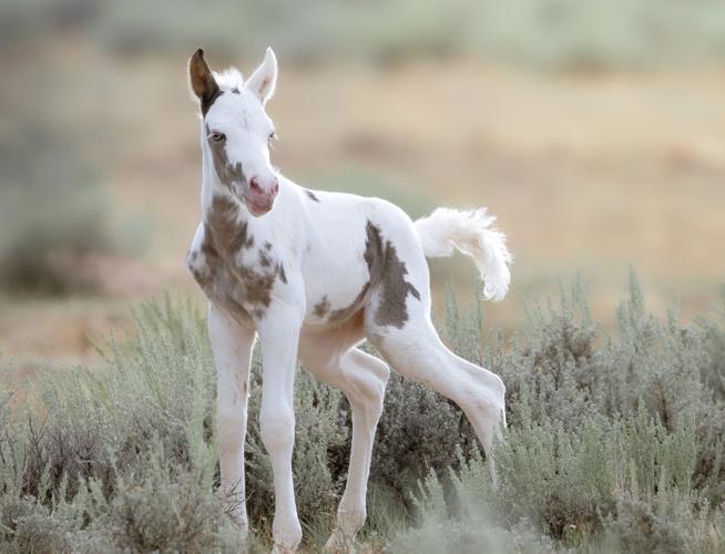 Emotions over McCullough Peaks wild horse gather boil over ...
