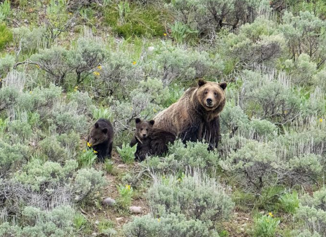 Grand Teton National Park kills black bear amid raft of early summer ...