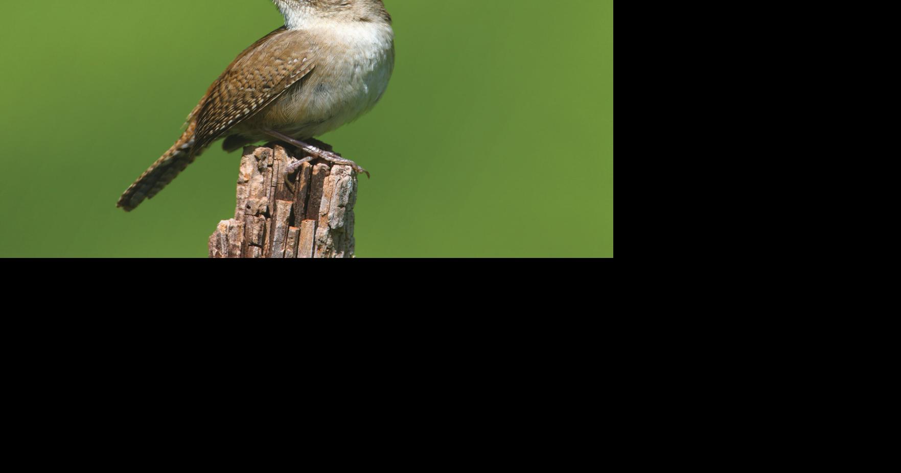 Welcome wrens to your yard | Wild Wny | buffalospree.com