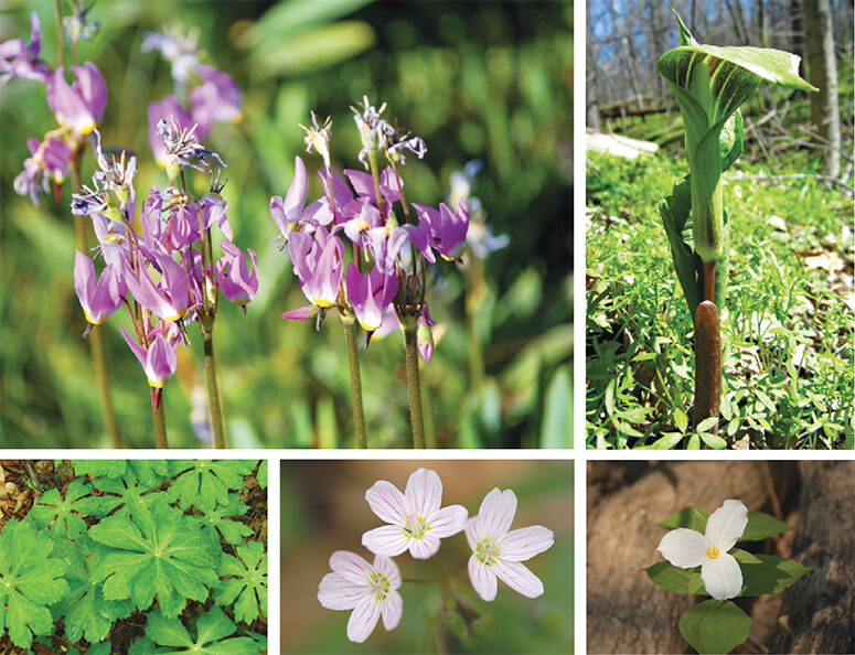 Spring Flowers In New York State | Best Flower Site
