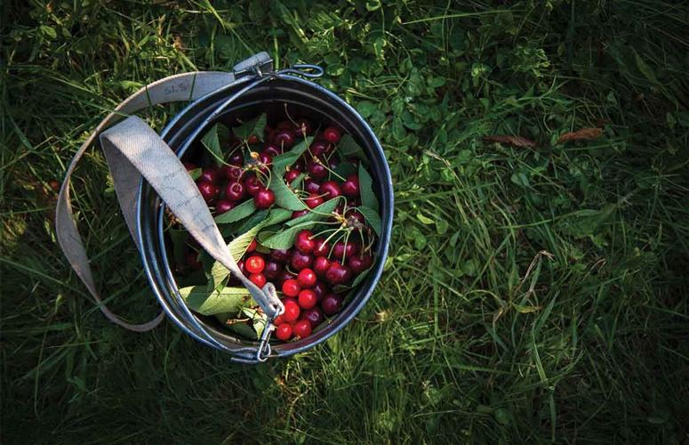 Kappus Farms | Food + Drink | buffalospree.com