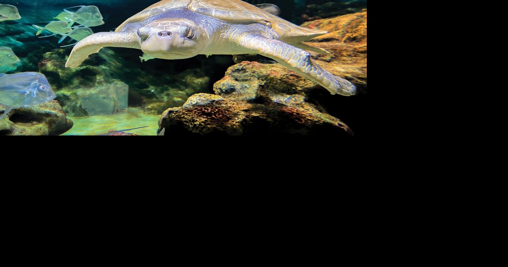 Aquarium of Niagara welcomes endangered turtle | Wild Wny ...