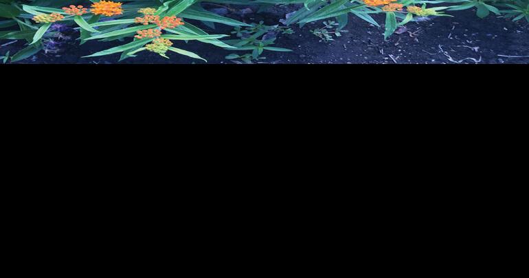 How Doth Your Garden Grow? | Our Magazines | buffalospree.com