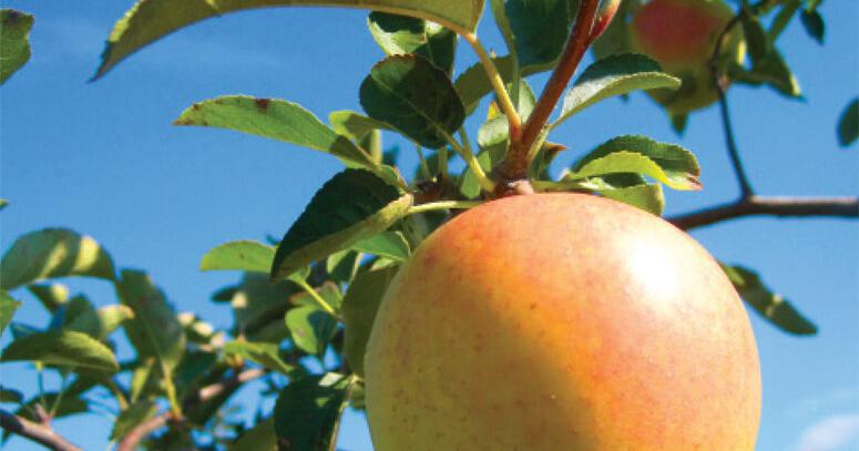 What We Want: New York Apples | Features | buffalospree.com